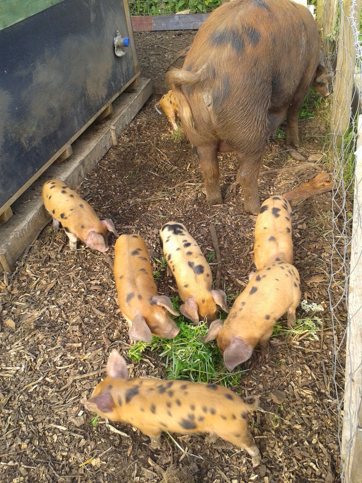 Scrubditch Care Farm : June 2014